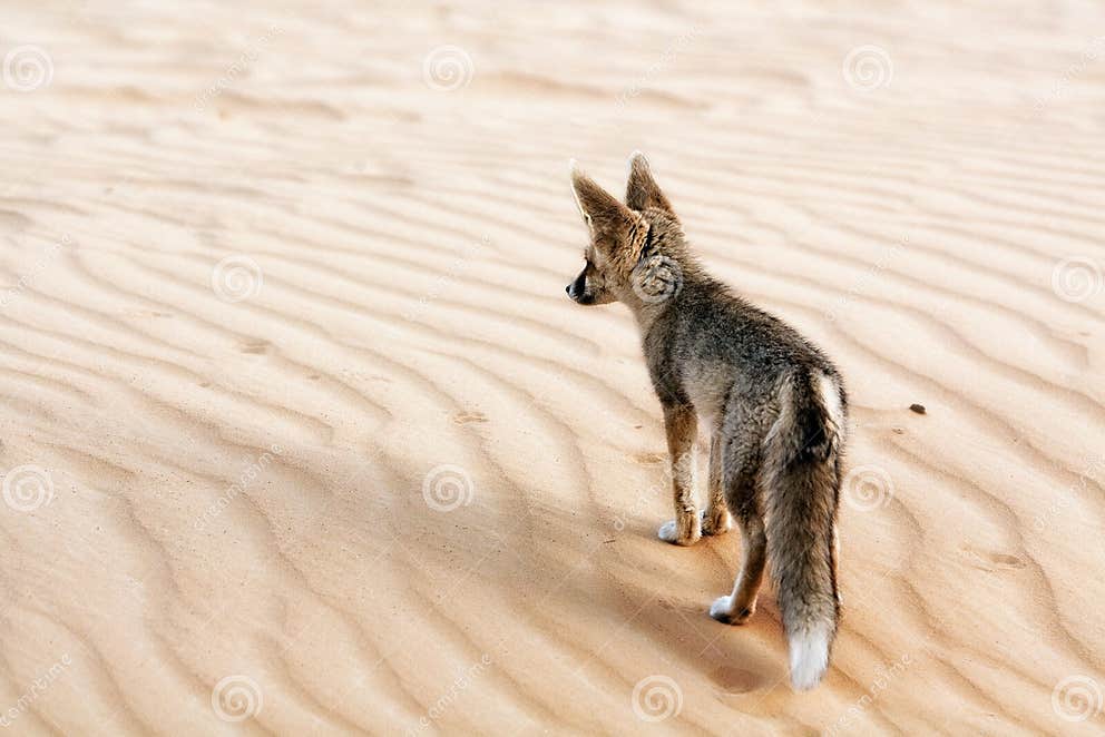 A Desert Fox Surveying His Territory Stock Image - Image of territory ...