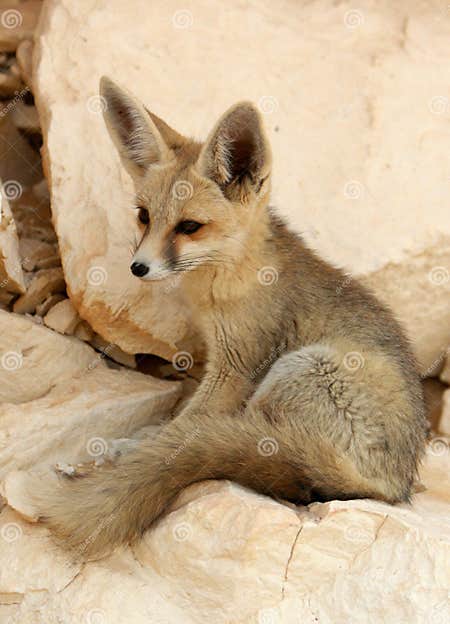 A Desert Fox in the White Desert Stock Photo - Image of fennec, nature ...