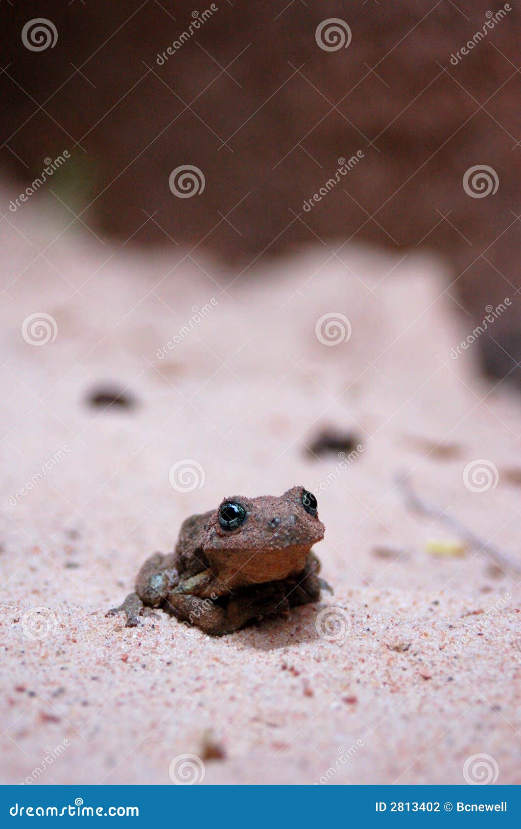 Desert Frog stock photo. Image of desert, frog, amphibians - 2813402