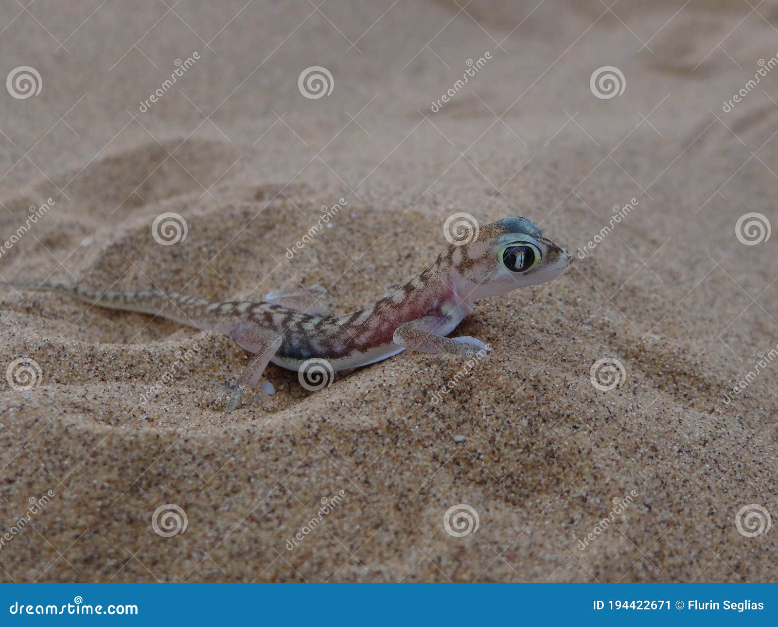 A desert gecko in the sand stock image. Image of dune - 194422671