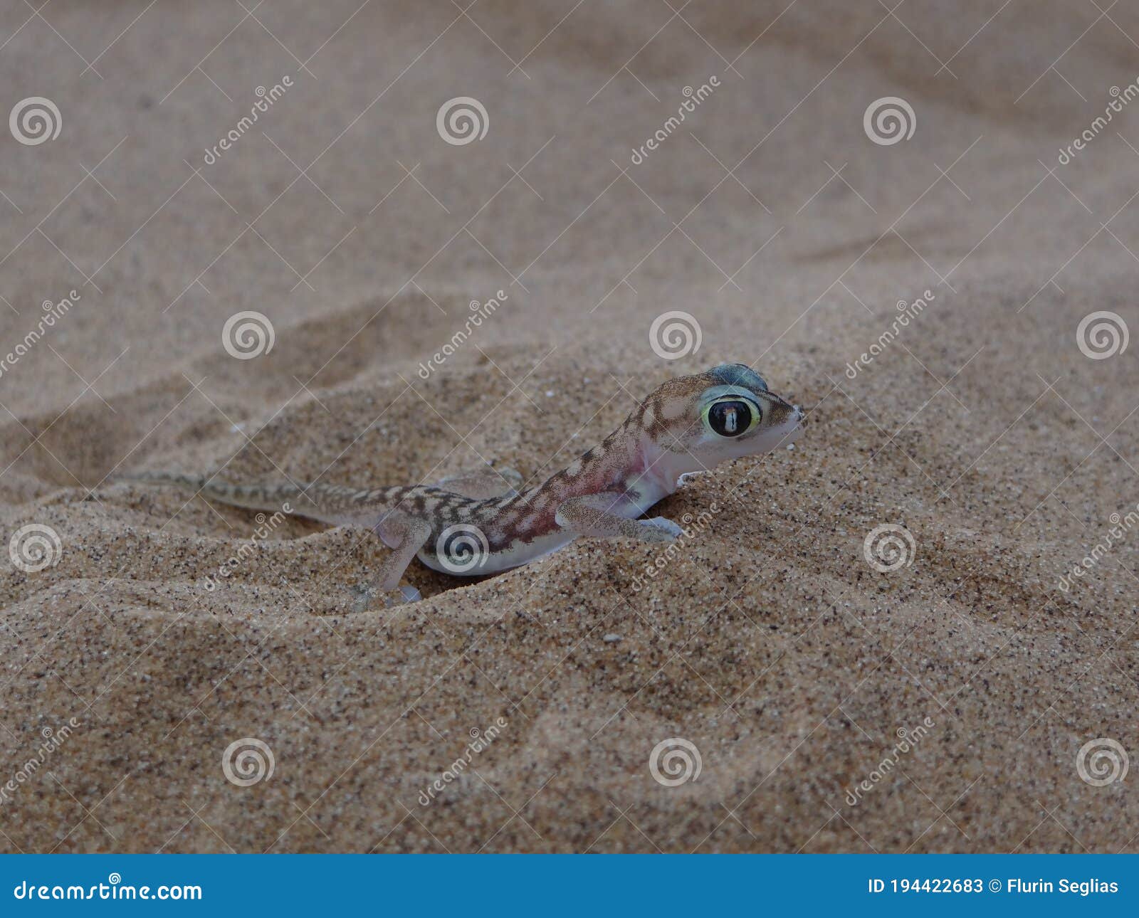 A desert gecko in the sand stock image. Image of close - 194422683
