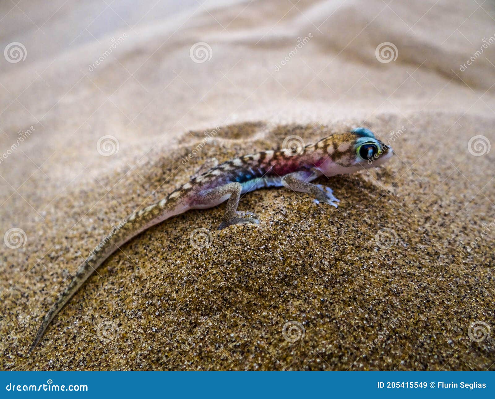A desert gecko in the sand stock image. Image of creature - 205415549