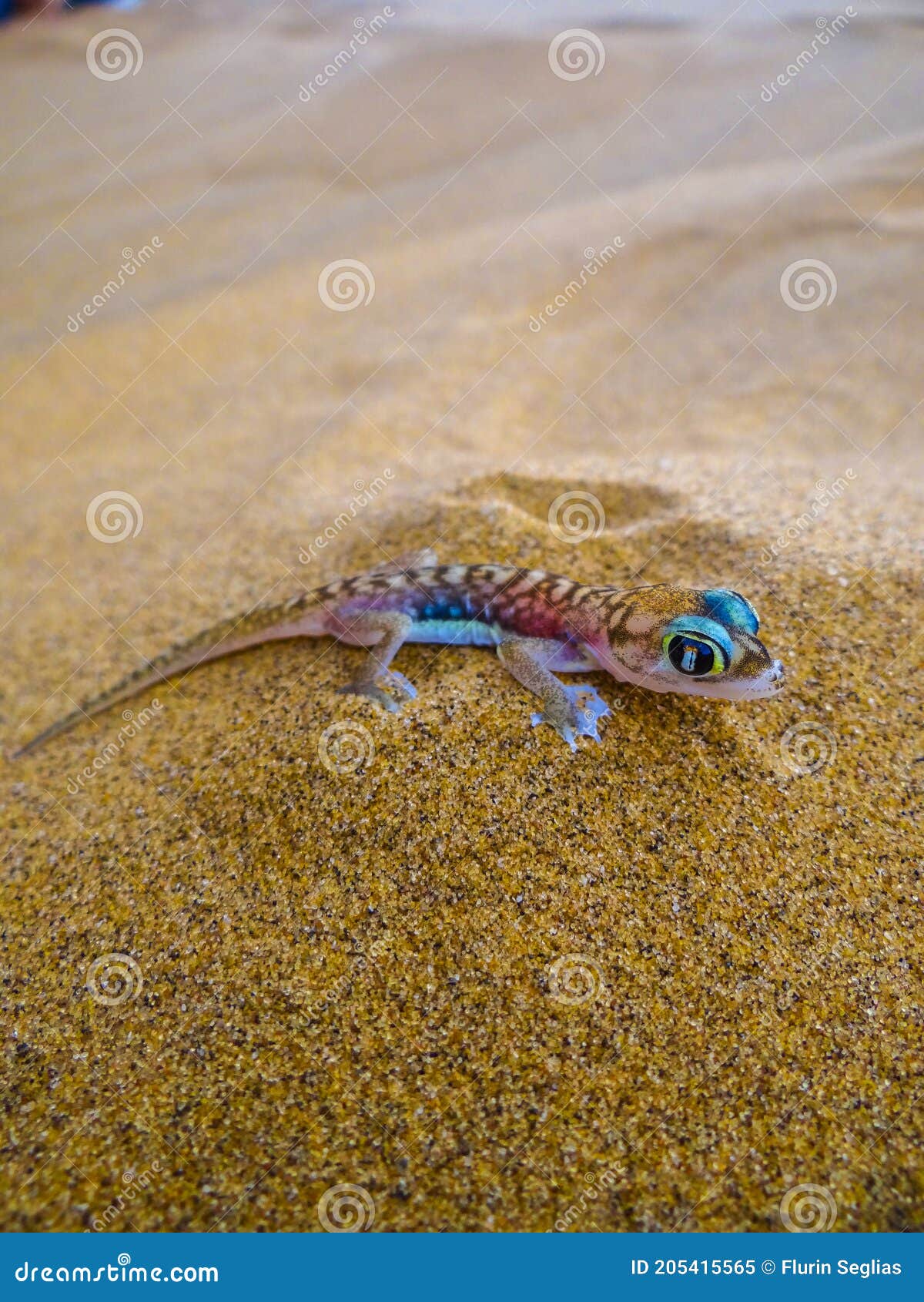 A desert gecko in the sand stock image. Image of beach - 205415565