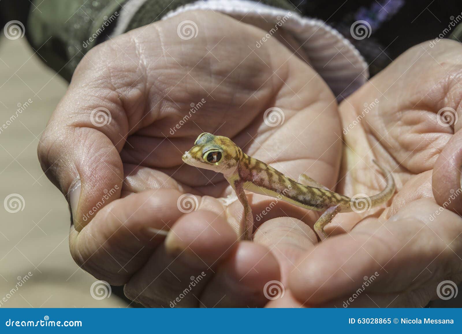 Desert Gecko in Walvis Bay, Namibia Stock Image - Image of travel ...