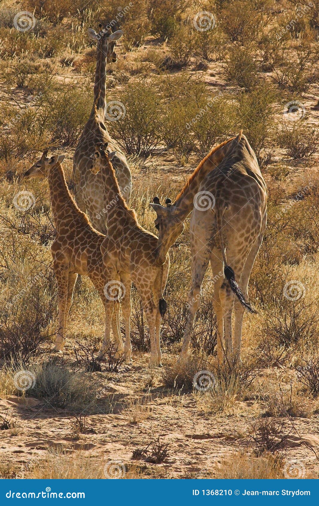 Desert Giraffe stock photo. Image of wild, conservation - 1368210
