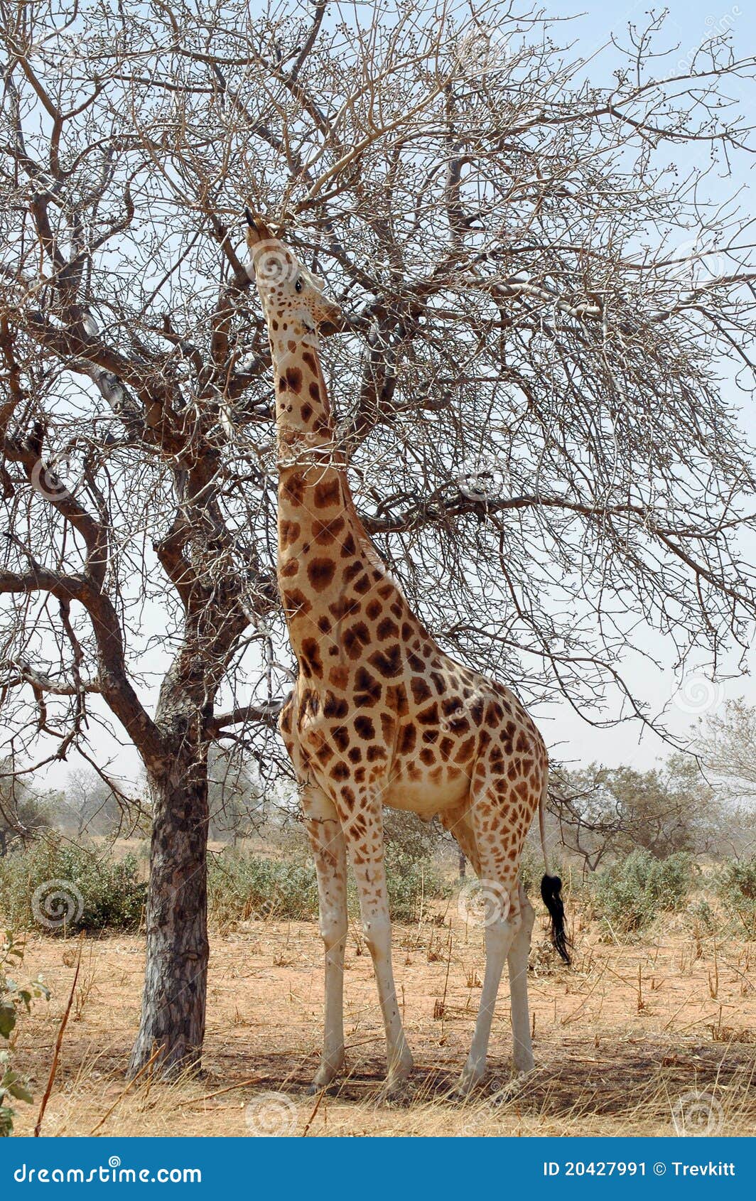 Trees Giraffes Eat