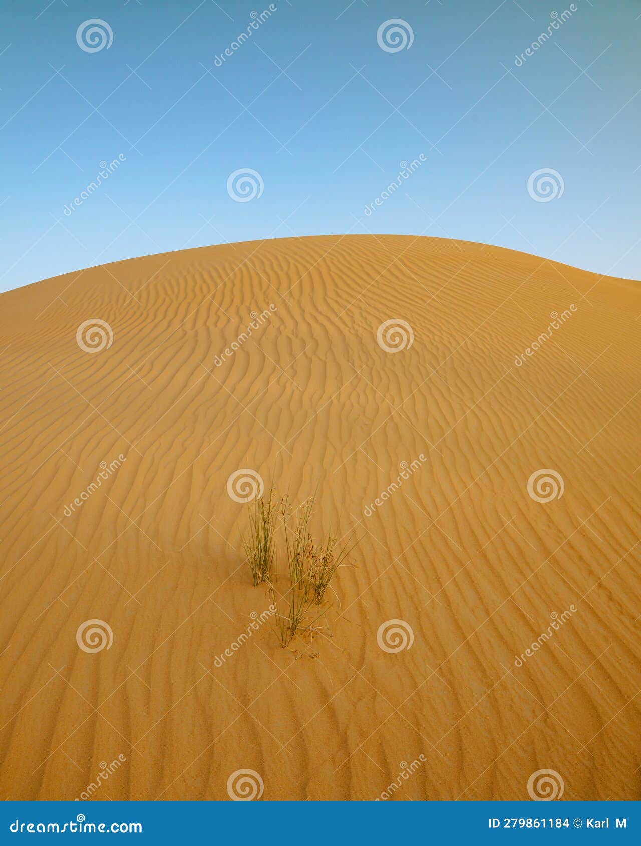 Desert Grass on the Arabian Peninsula Stock Photo - Image of person ...