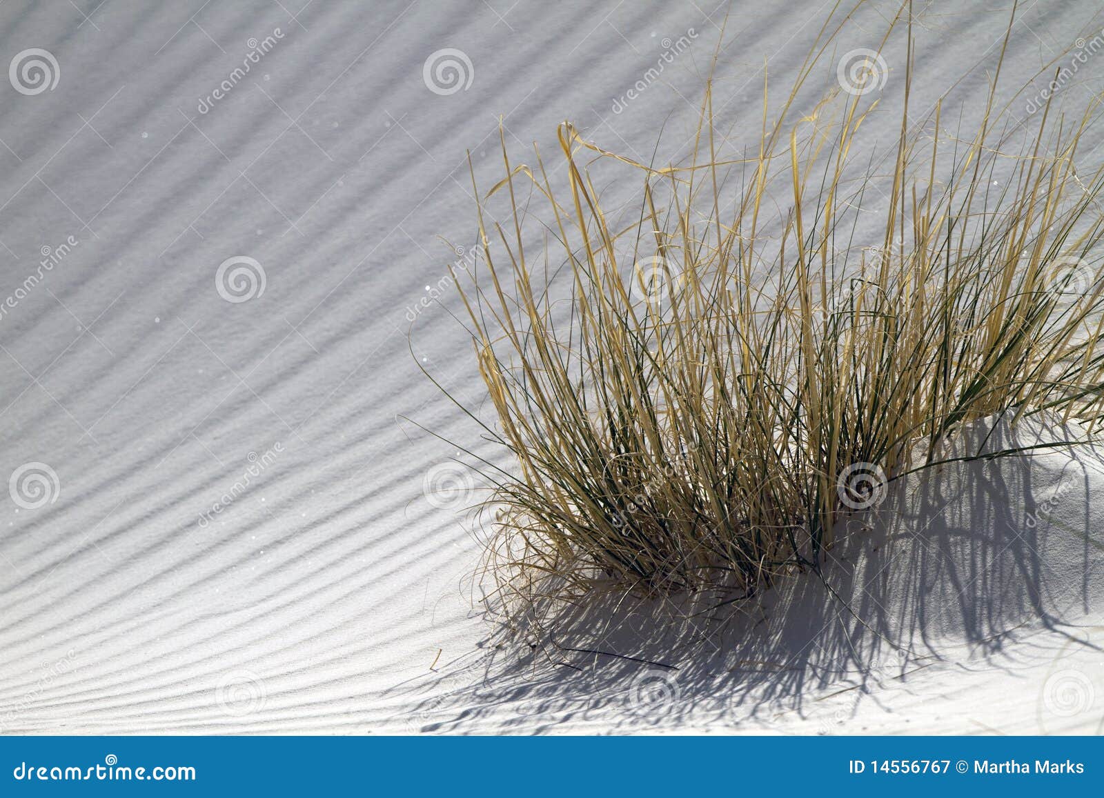 Desert Grass. Royalty-Free Stock Image | CartoonDealer.com #53882194