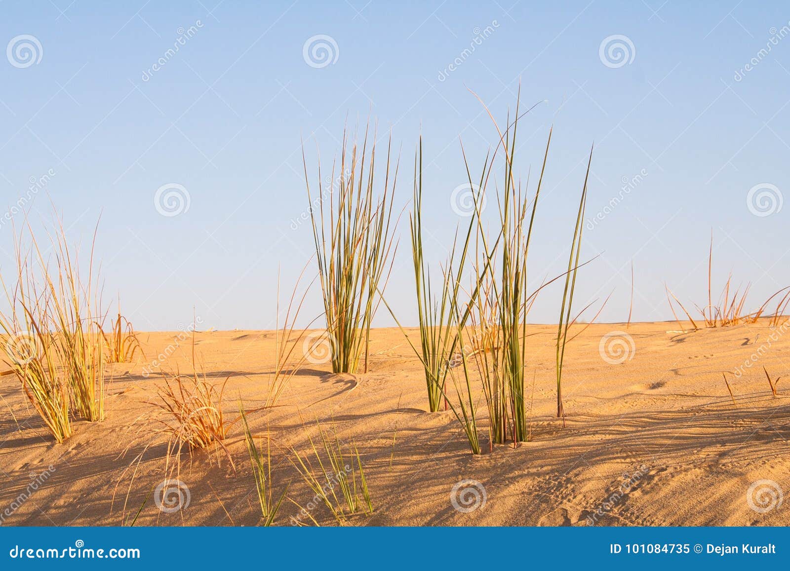 Desert Grass Plant In Qatar,Halophyte Plant Zygophyllum Qatarense Or ...