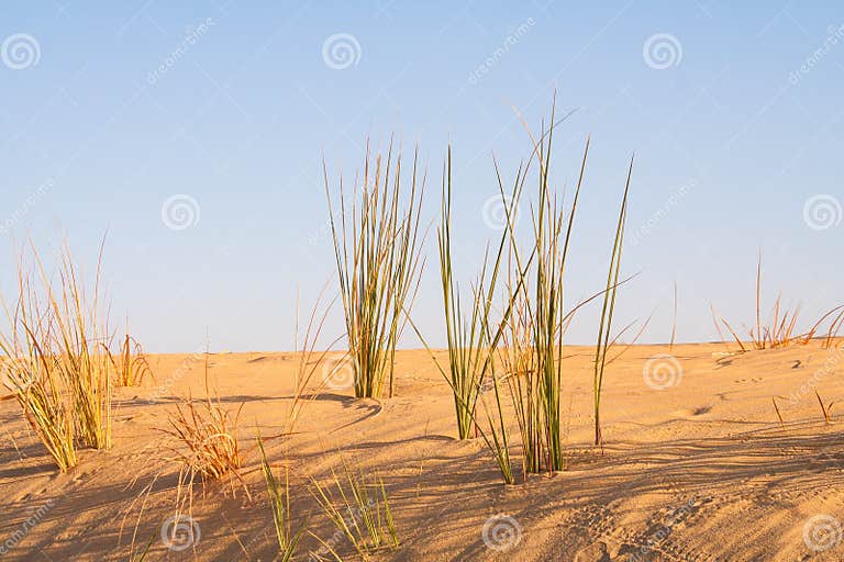 Desert grass in the Sahara stock image. Image of dunes - 101084735