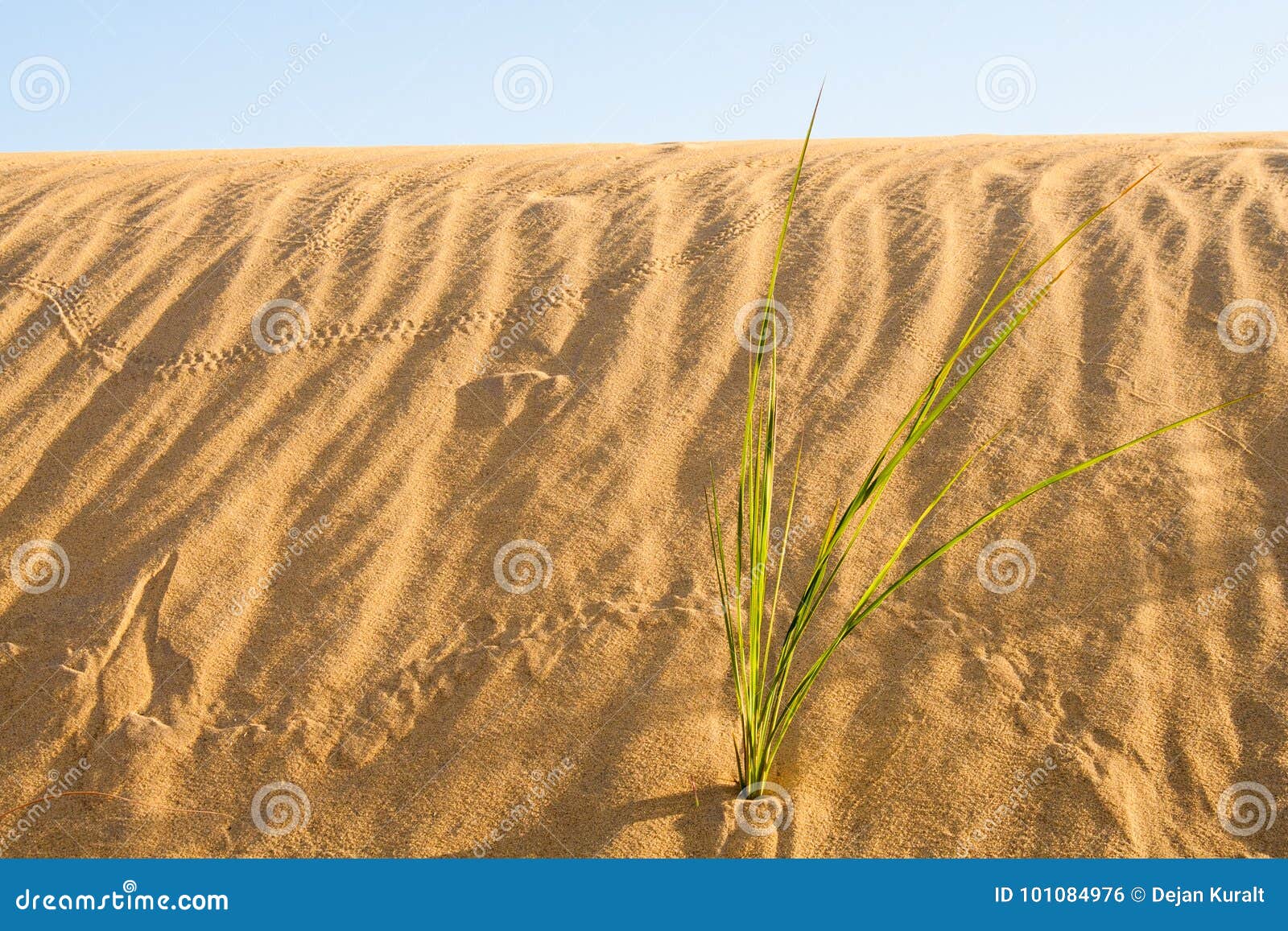 Desert grass in the Sahara stock photo. Image of africa - 101084976