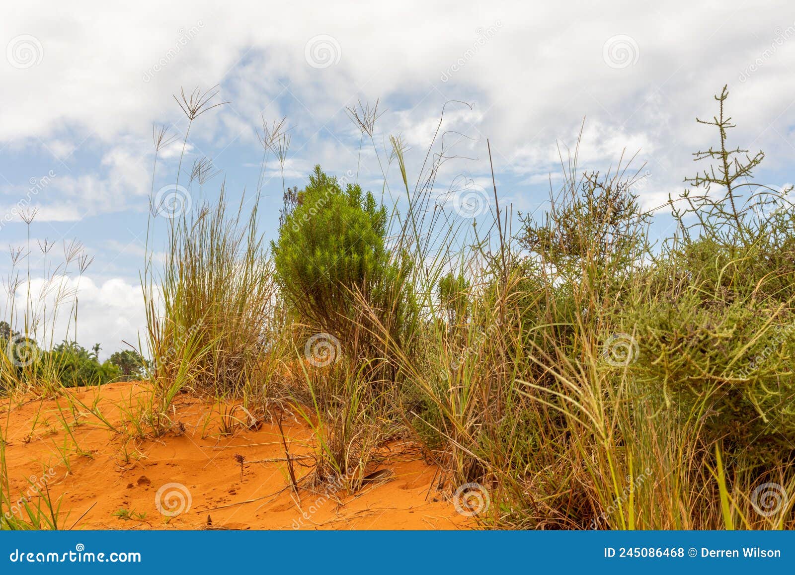 Desert Grass. Royalty-Free Stock Image | CartoonDealer.com #53882194