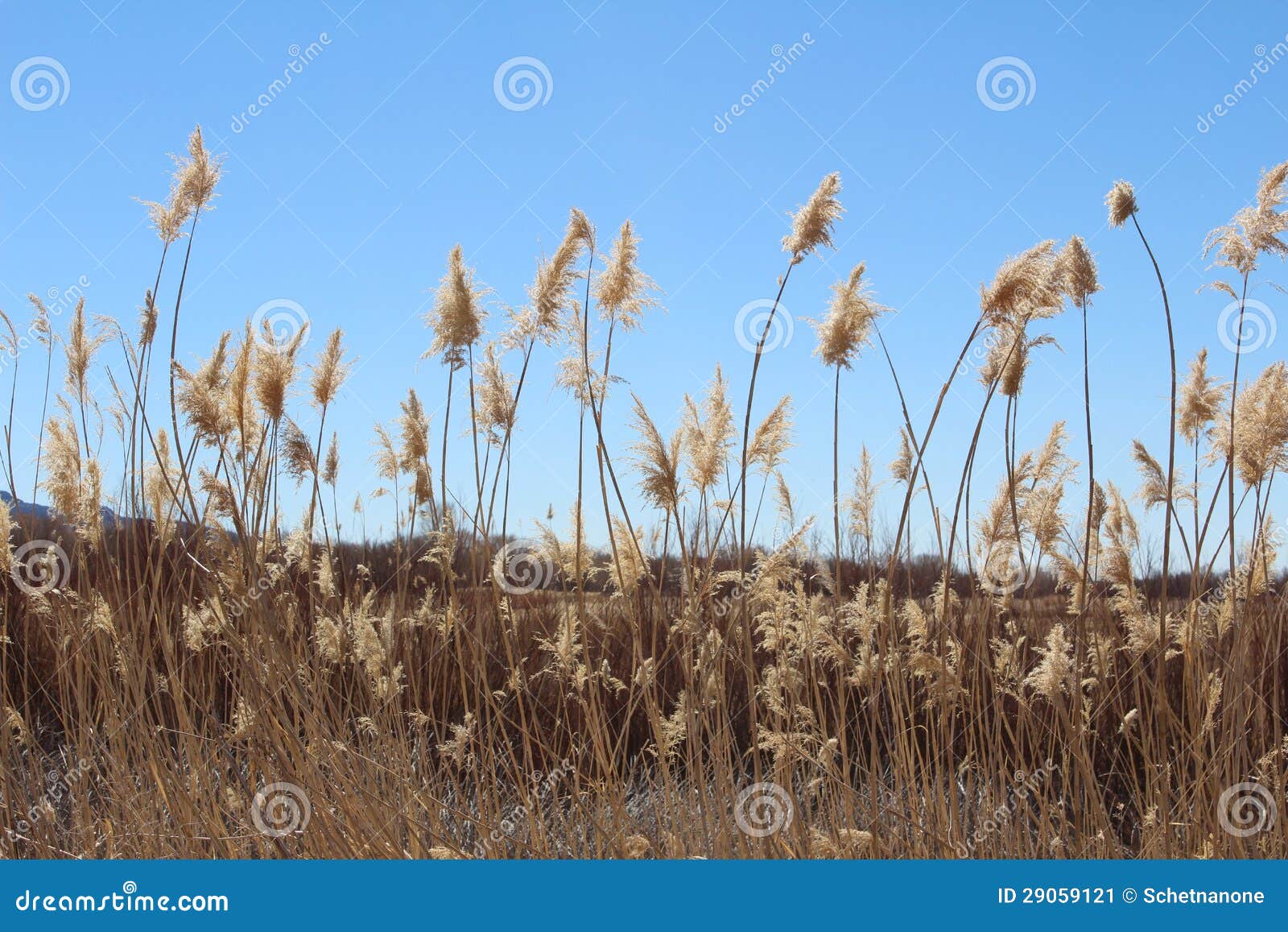 Desert Grasses stock image. Image of grass, cranes, wildlife - 29059121
