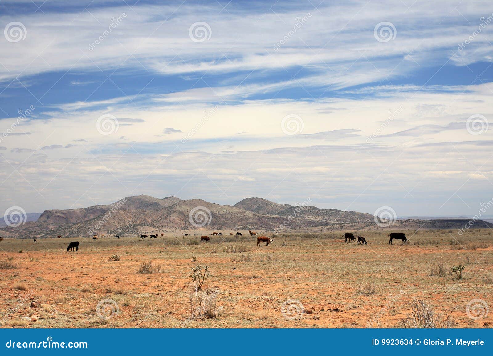 Desert Grazing Cattle stock photo. Image of cows, aridity - 9923634