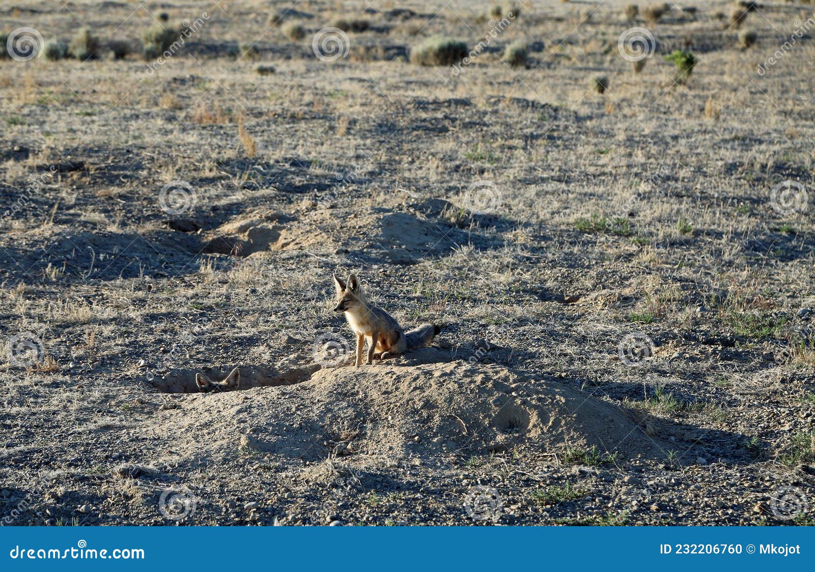 Kit fox in Nevada desert stock photo. Image of nature - 232206760