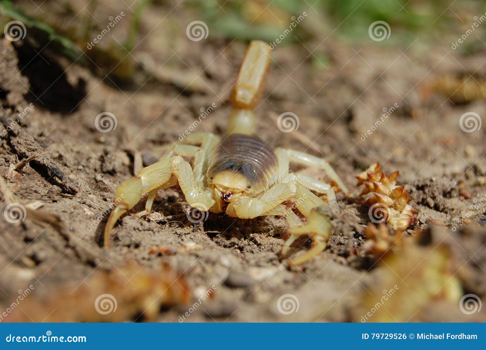 Scorpion Hadrurus Arizonensis Photos - Free & Royalty-Free Stock Photos ...