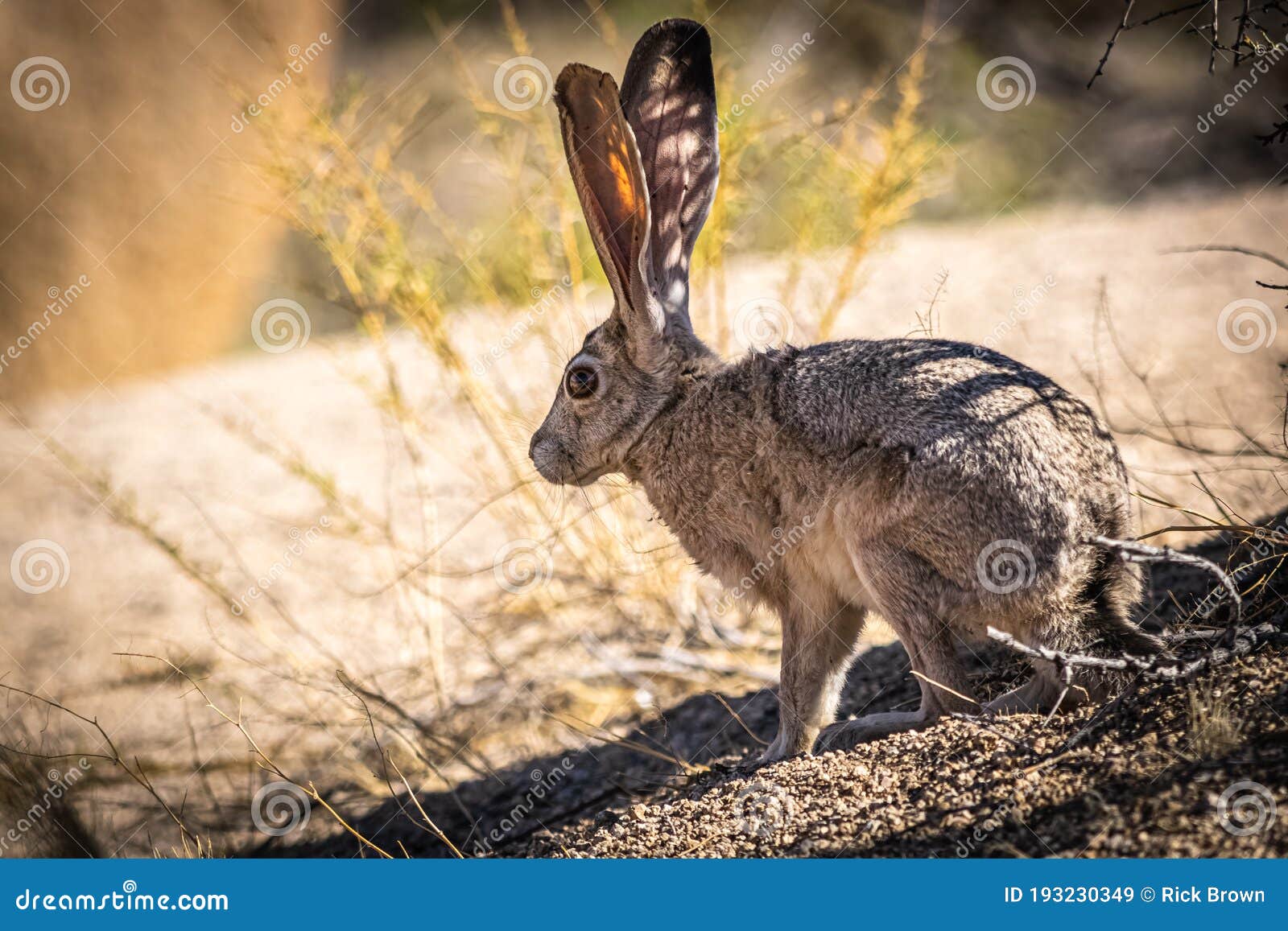 The Cautious Desert Hare stock image. Image of movement - 193230349