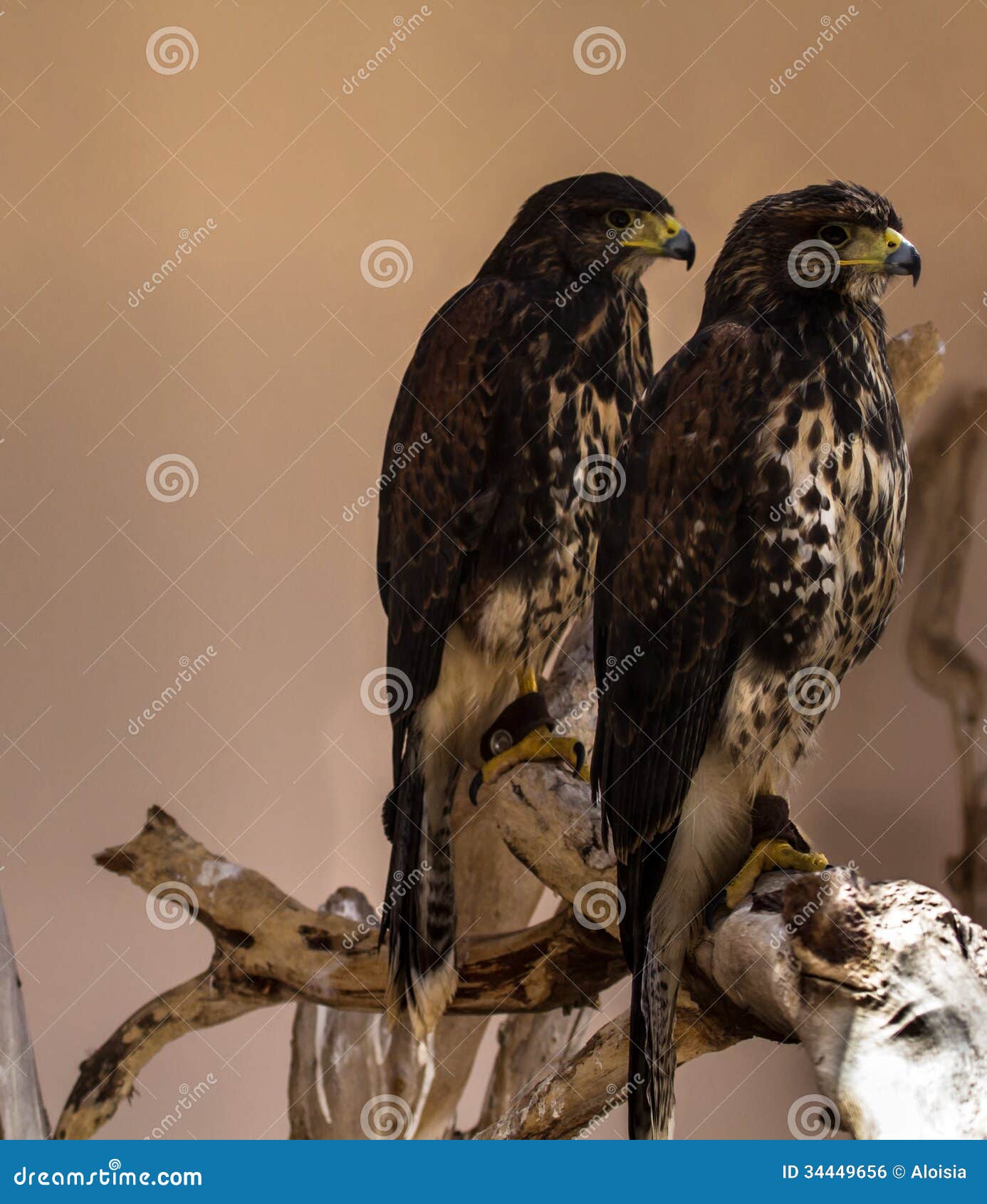 Desert hawk stock photo. Image of organisms, harris, beak - 34449656