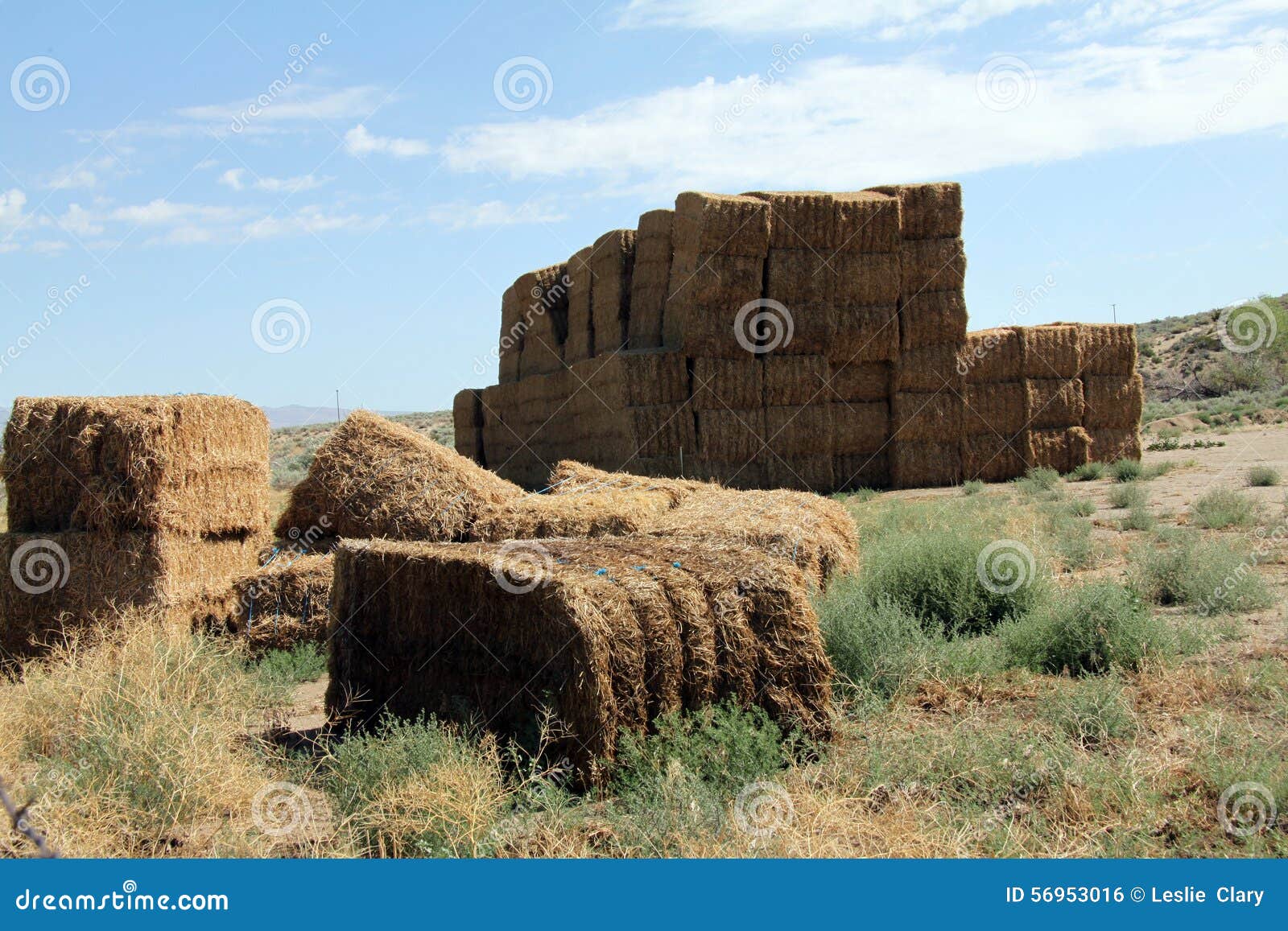 Desert haystack stock photo. Image of farming, ranches - 56953016