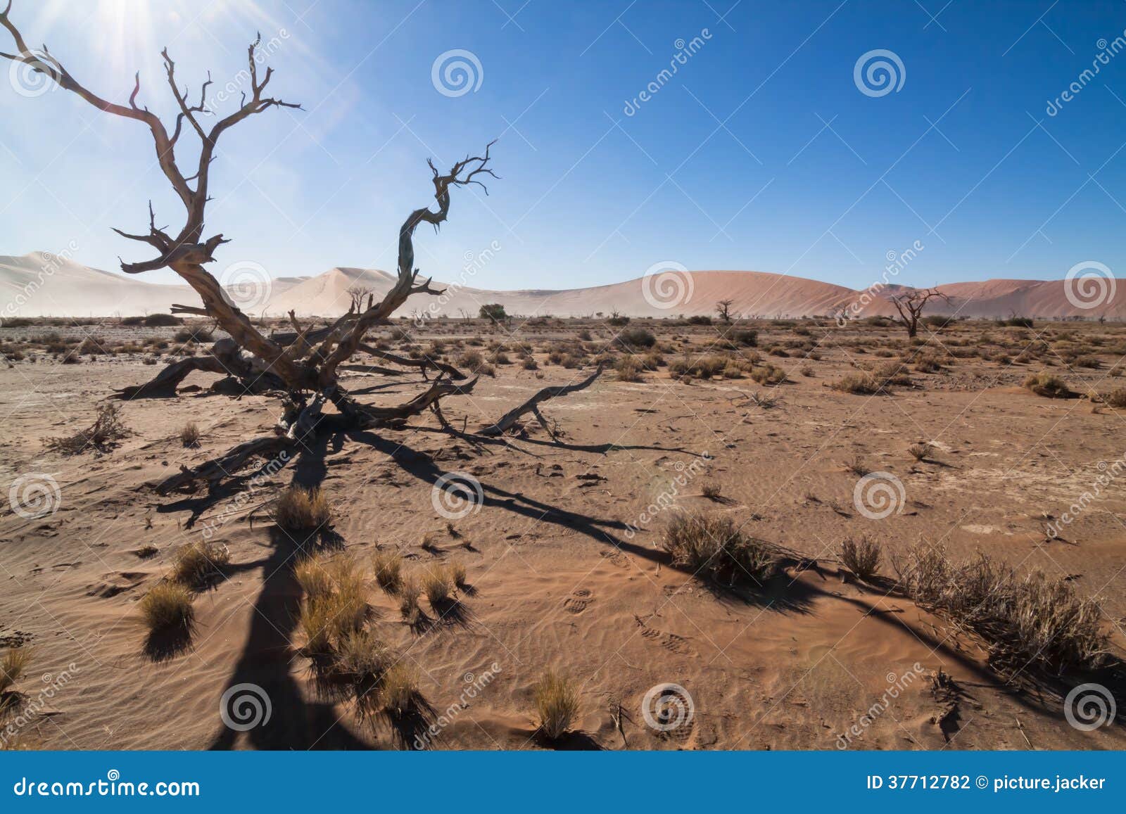 Desert heat stock photo. Image of outdoor, travel, namib - 37712782