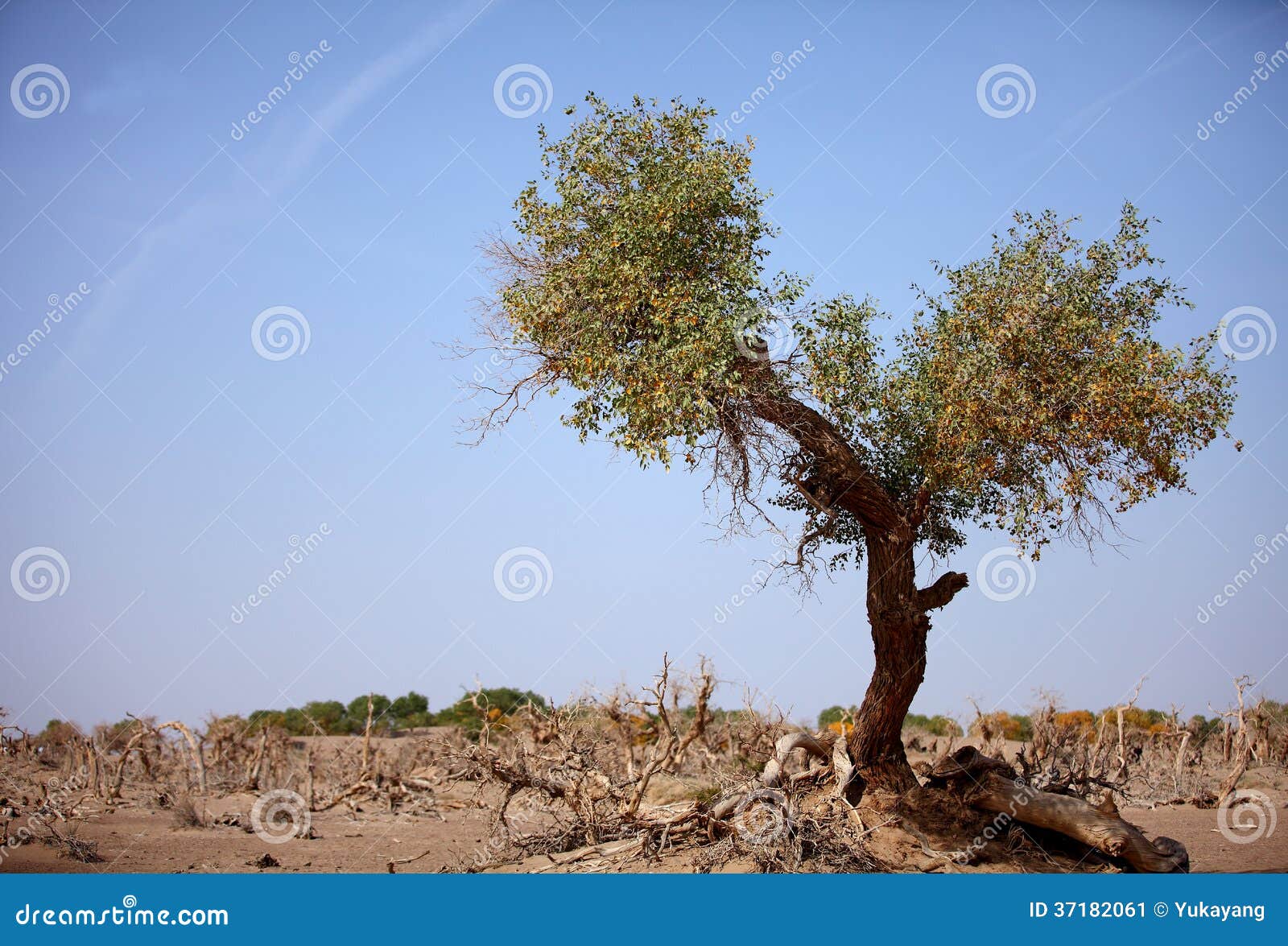 The Desert Hero-Heart-shaped Withered Tree in Ejin Stock Image - Image ...