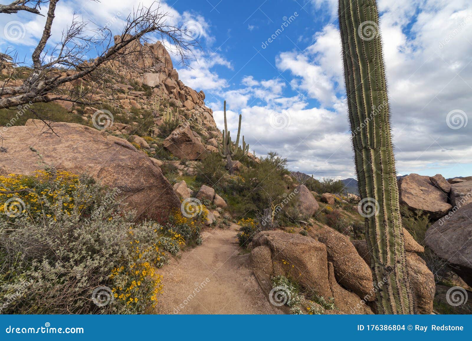Desert Hiking Trail in Scottsdale Arizona at Springtime Stock Photo ...