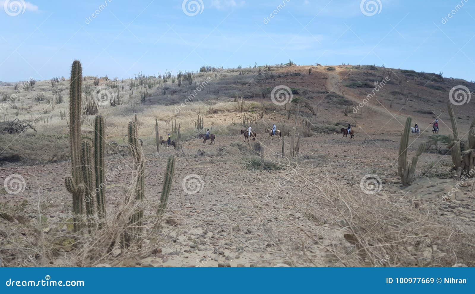 Nice desert stock image. Image of hill, cactus, horses - 100977669