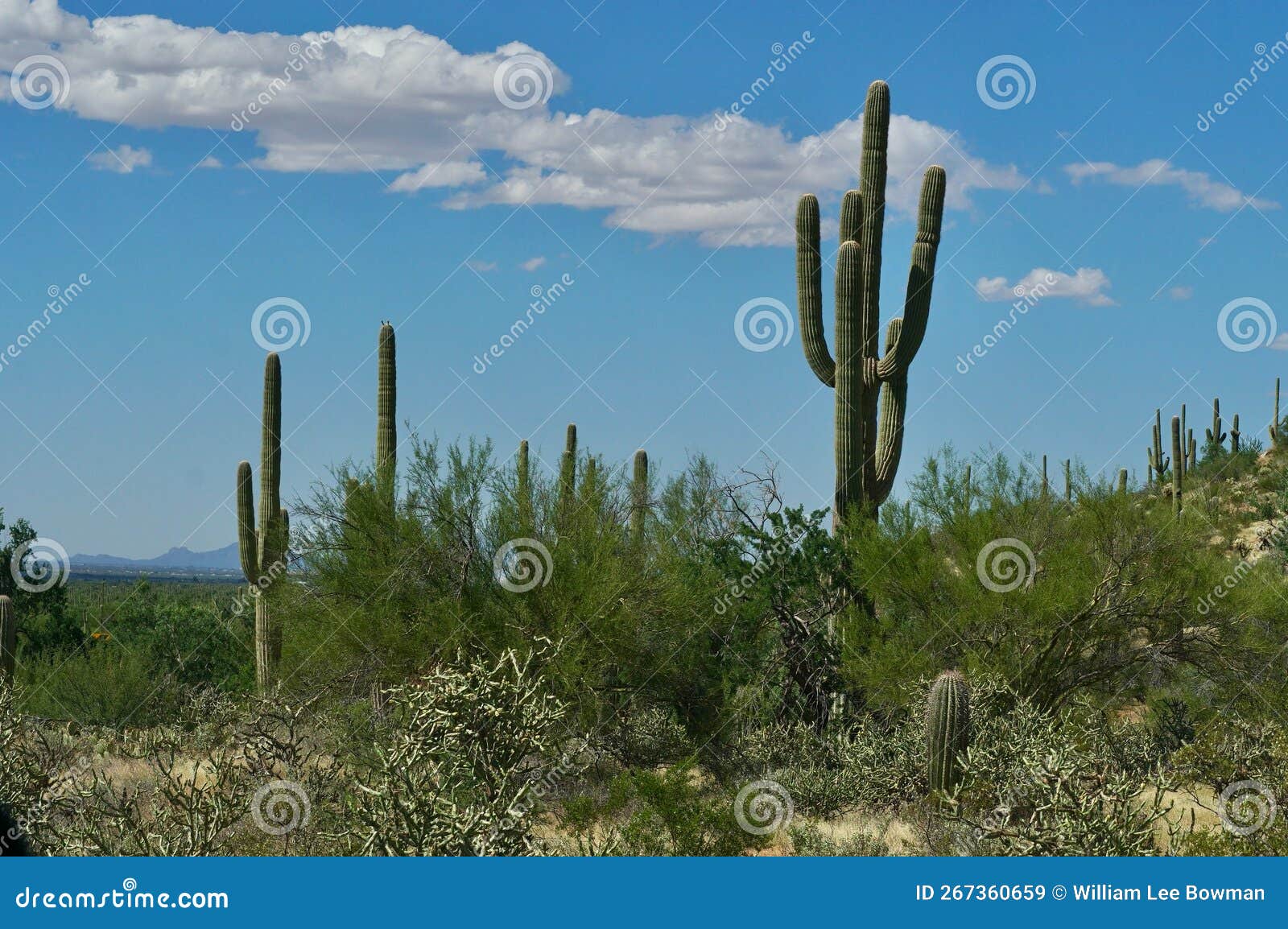 Desert Hillside in Arizona stock image. Image of saguaro - 267360659