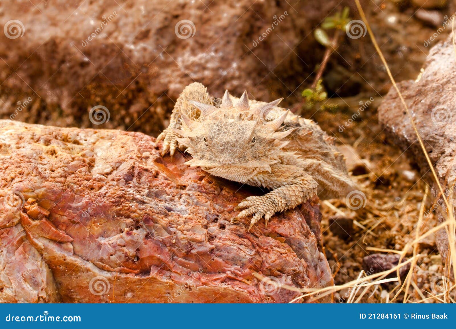 Desert Horned Lizard, Toads - Phrynosoma Platyrhinos Stock Photo ...