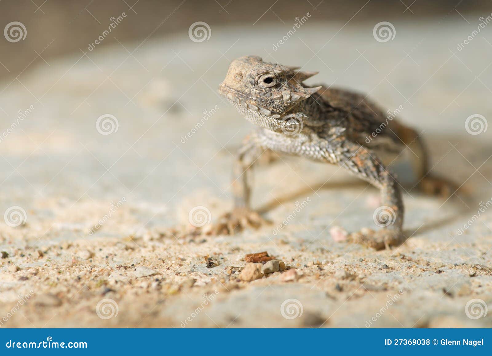 Desert Horned Lizard, Toads - Phrynosoma Platyrhinos Stock Photo ...
