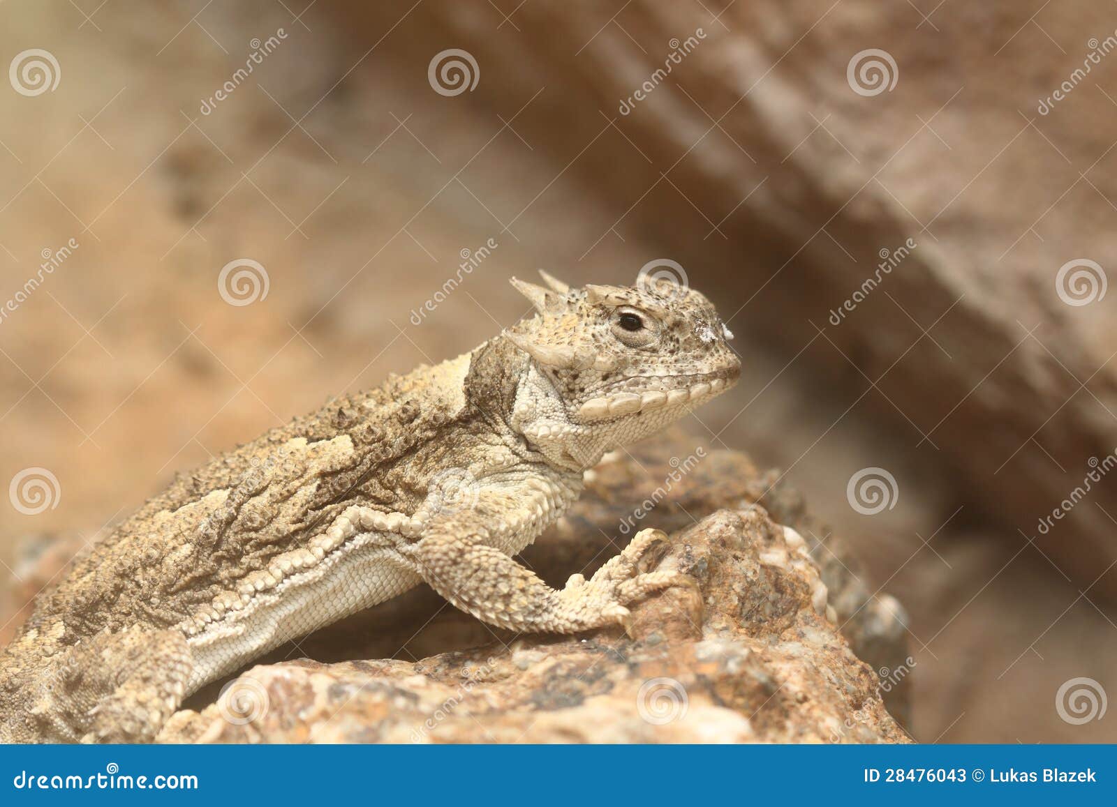 Desert Horned Lizard, Toads - Phrynosoma Platyrhinos Stock Photo ...