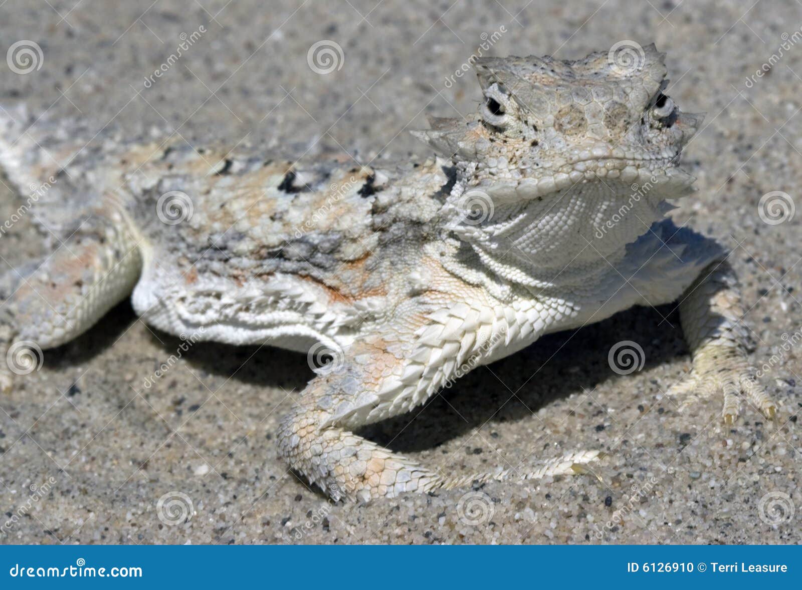 Desert Horned Lizard, Toads - Phrynosoma Platyrhinos Stock Photo ...
