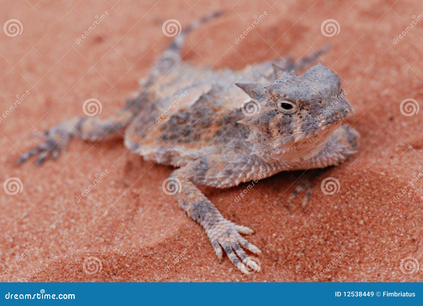 Desert Horned Lizard, Toads - Phrynosoma Platyrhinos Stock Photo ...