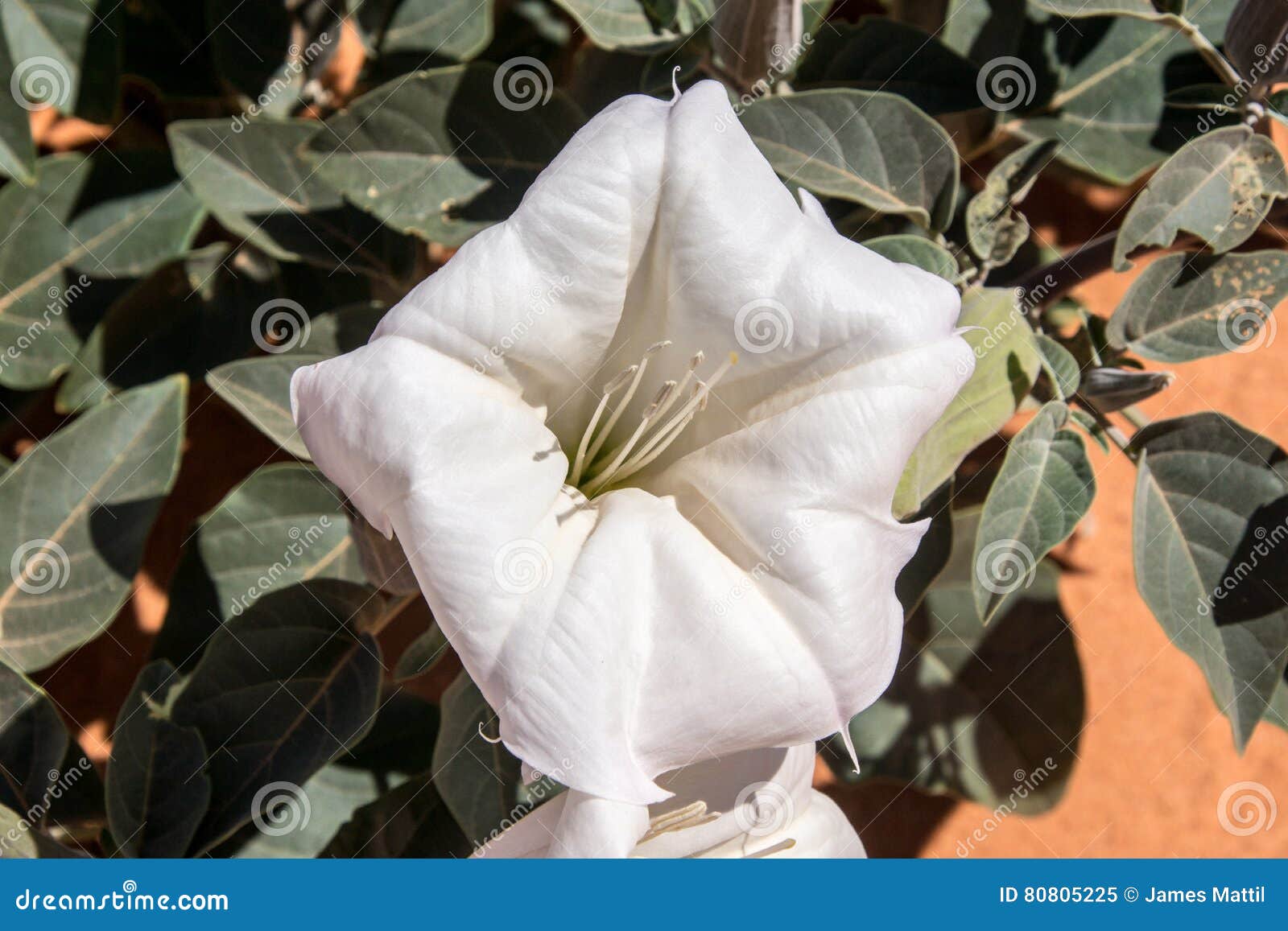 Desert Jimson Weed stock image. Image of wrightii, mojave - 80805225
