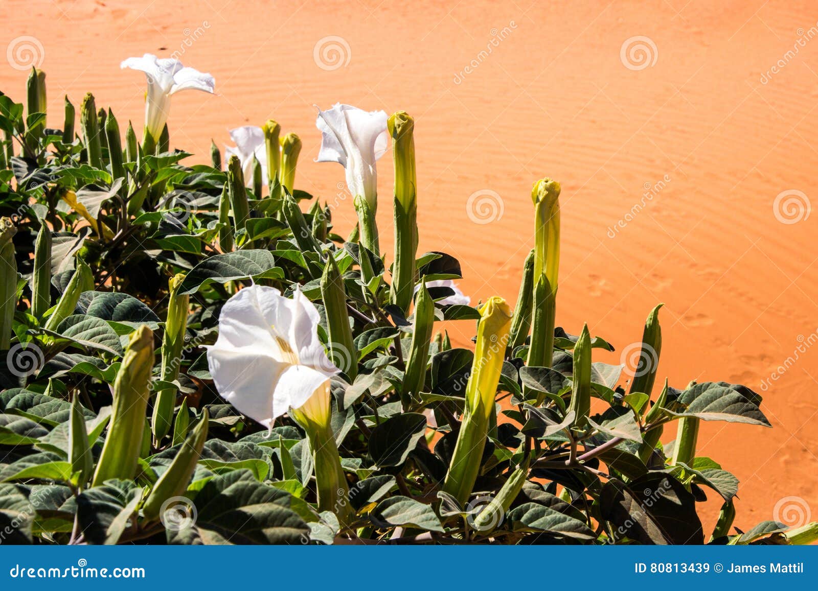 Jimson Weed Plant, Datura Stramonium Stock Photo | CartoonDealer.com ...