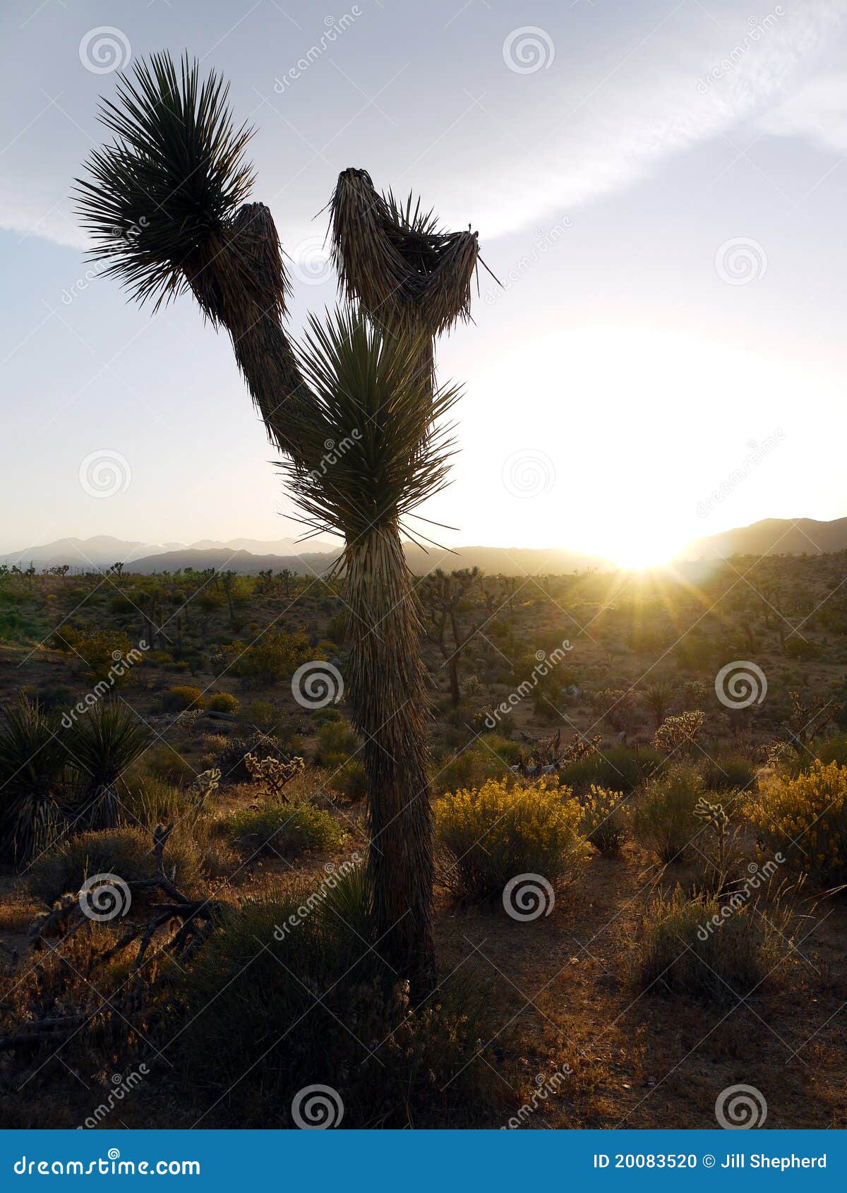 Desert: Joshua Tree at Sunset Stock Photo - Image of cactus, shadow ...