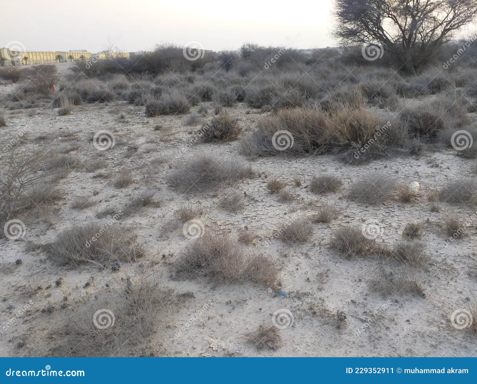 Desert jungle beaty stock image. Image of tundra, winter - 229352911