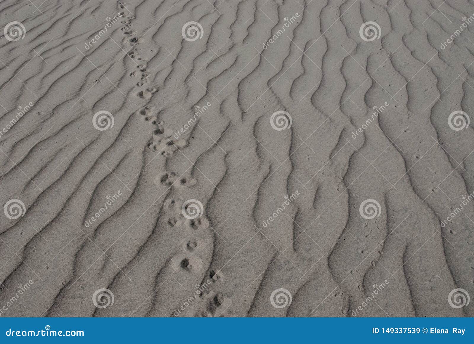 Desert Landscape Sand Dune Animal Tracks Stock Image - Image of plant ...