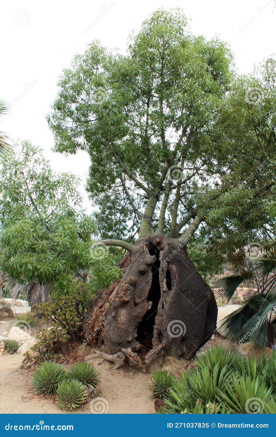 Desert Landscape Containing a Bottle Tree with a Split Trunk, a ...