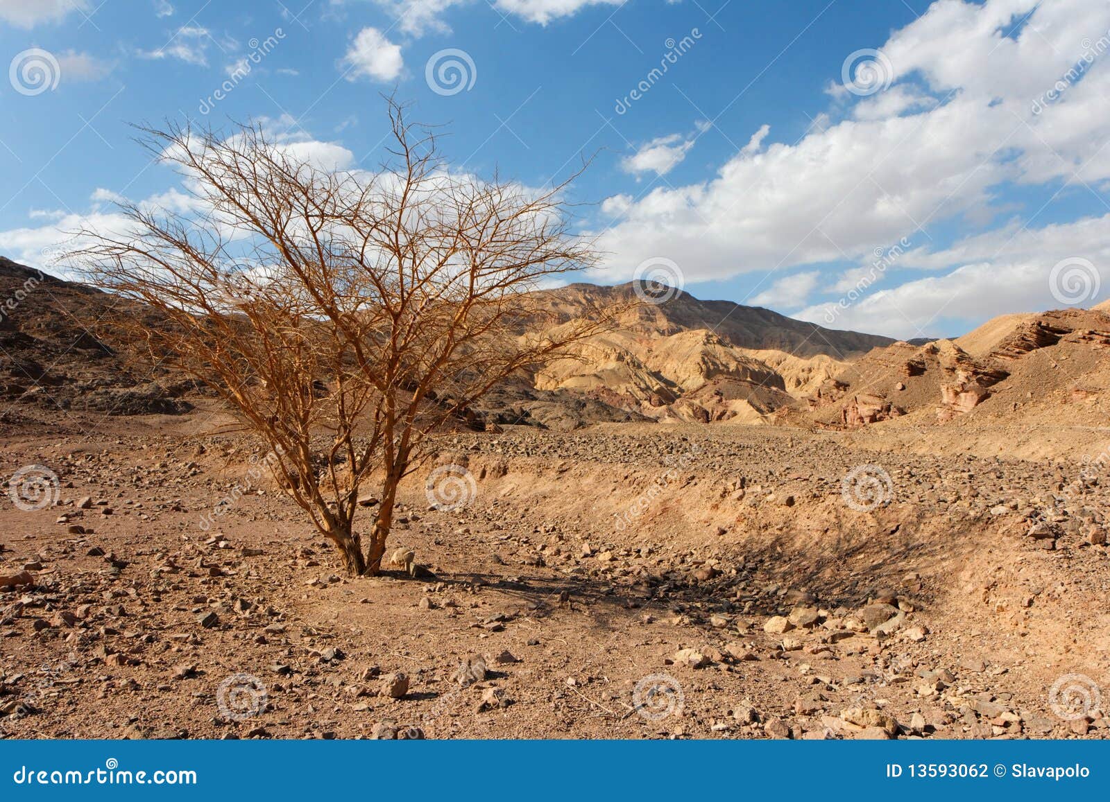 Desert Landscape with Dry Acacia Tree Stock Photo - Image of landscape ...