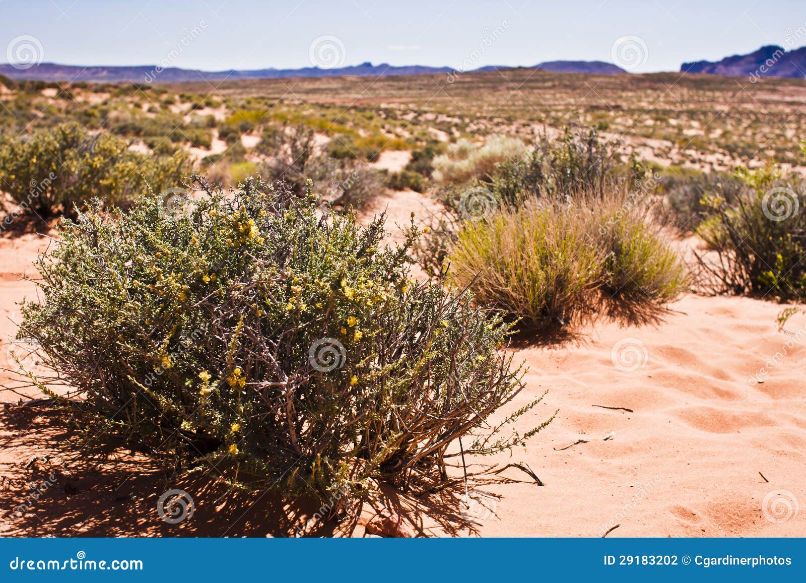 Desert Landscape and Dry Vegetation Stock Photo - Image of wilderness ...