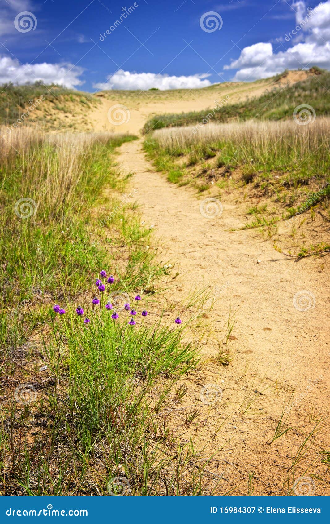 Desert Landscape in Manitoba, Canada Stock Image - Image of sand, dunes ...