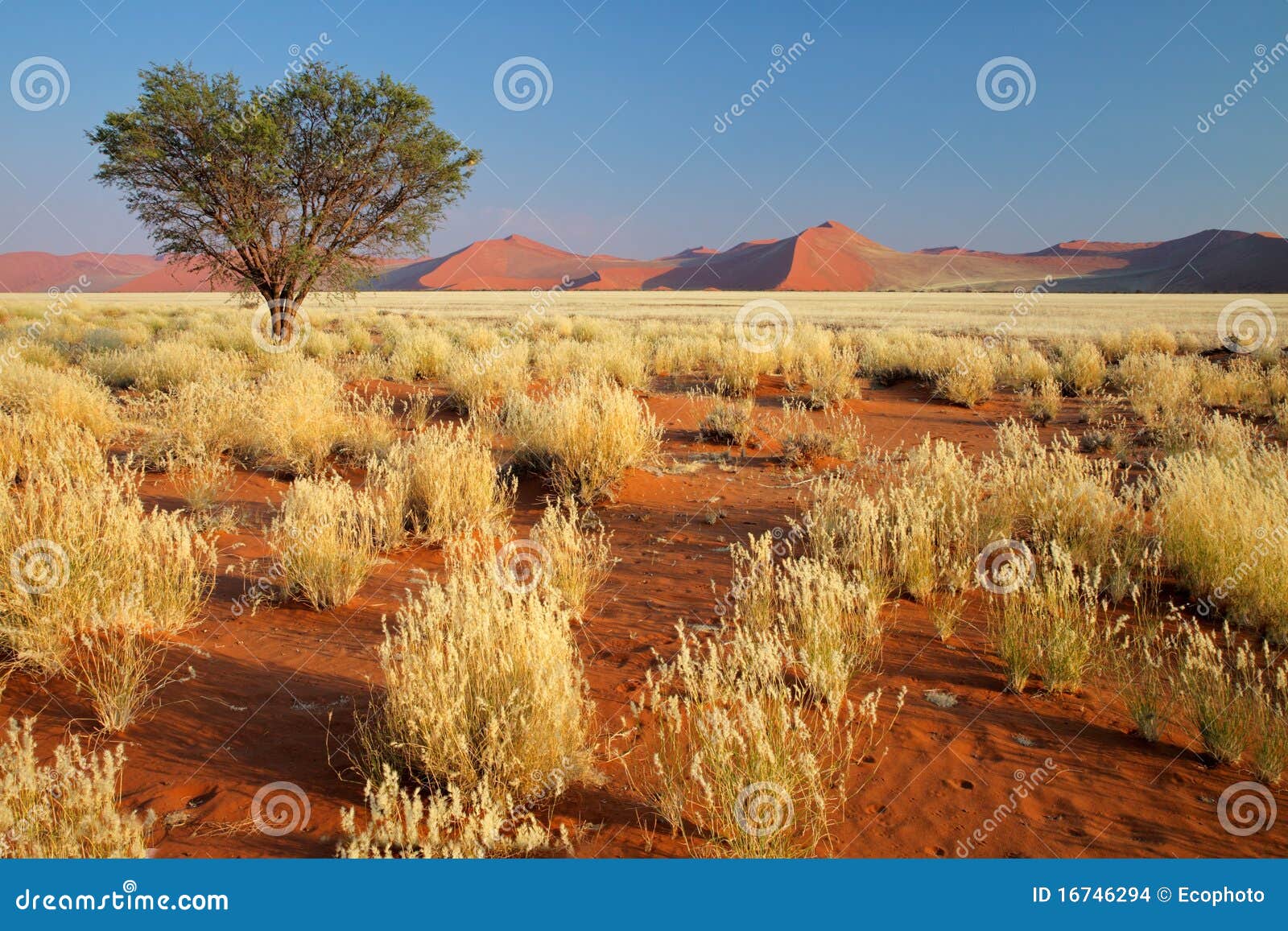 Desert landscape, Namibia stock photo. Image of sunshine - 16746294