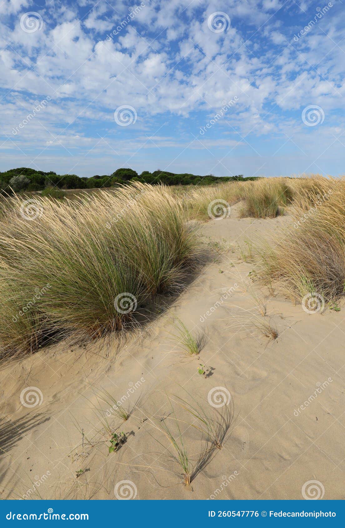 Desert Landscape with Sand Dunes and Shrubs Withered Stock Photo ...