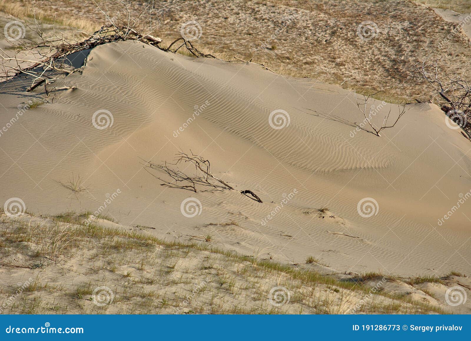 Desert Landscape. Sand, Sparse Vegetation Stock Image - Image of forest ...