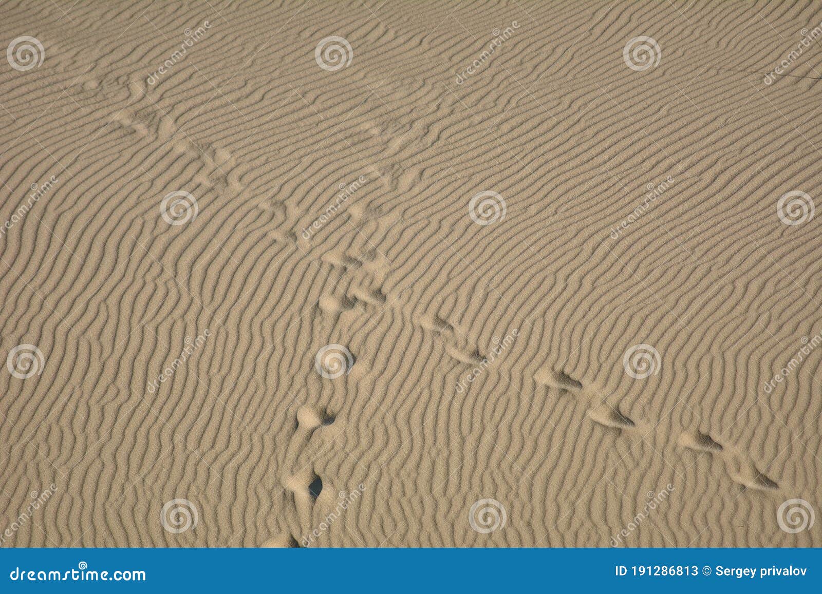 Desert Landscape. Sand, Sparse Vegetation Stock Image - Image of ...