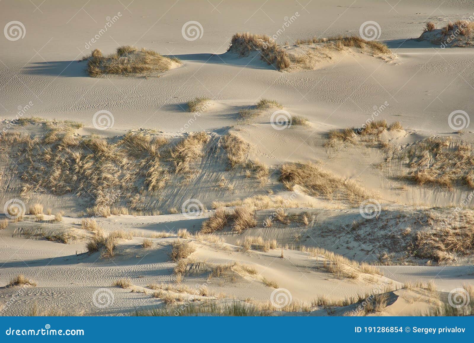 Desert Landscape. Sand, Sparse Vegetation Stock Photo - Image of ...