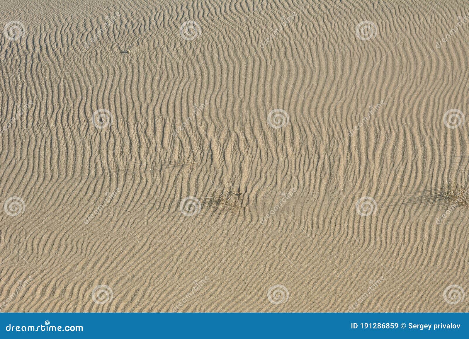 Desert Landscape. Sand, Sparse Vegetation Stock Image - Image of sand ...