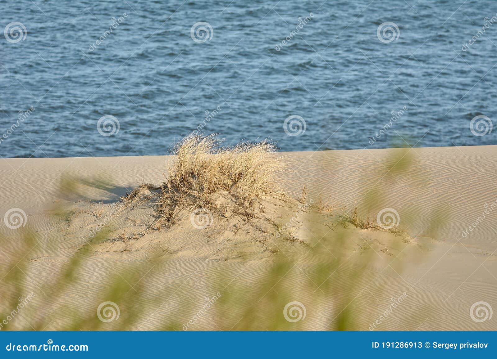 Desert Landscape. Sand, Sparse Vegetation Stock Image - Image of dunes ...