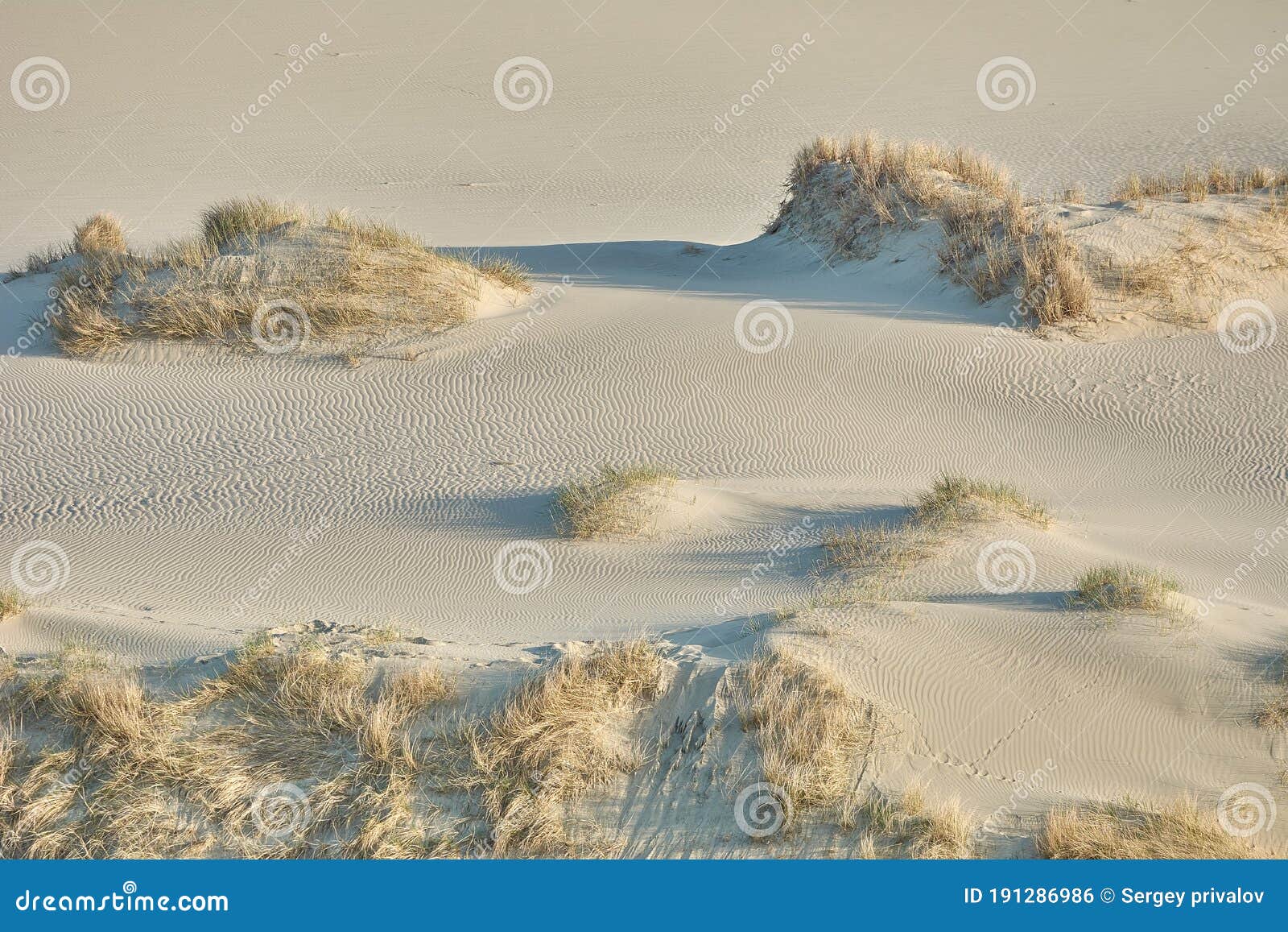 Desert Landscape. Sand, Sparse Vegetation Stock Photo - Image of ...